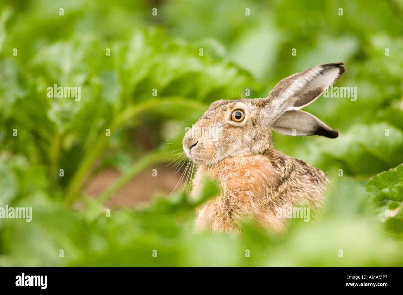 Field hares head hi-res stock photography and images - Alamy
