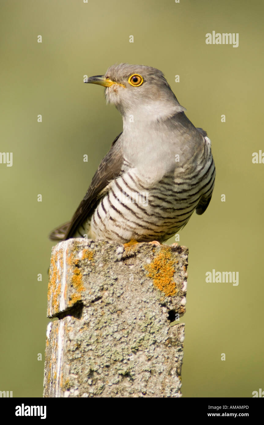 Cuckoo birds images hi-res stock photography and images - Alamy