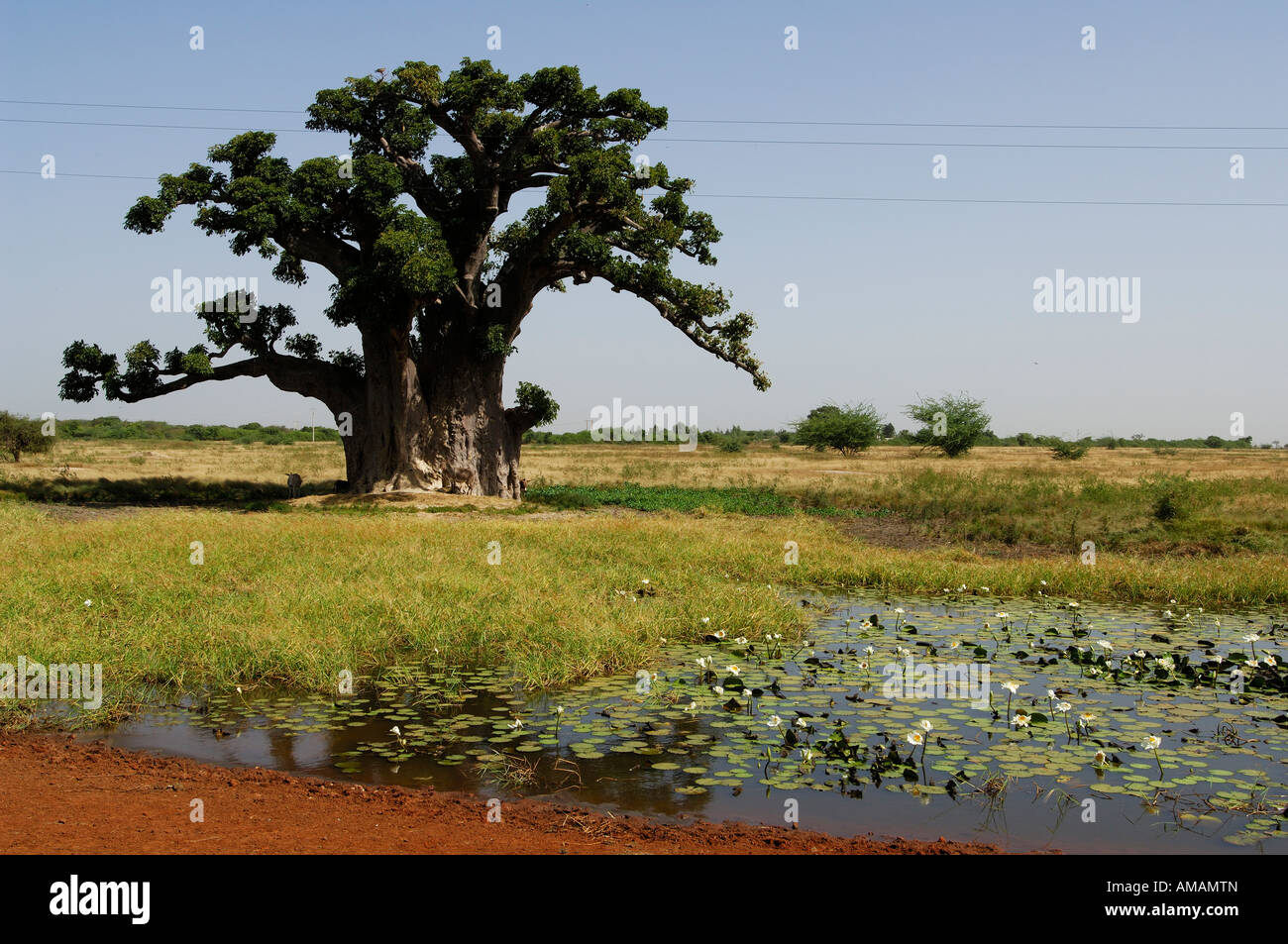 Senegal, Saloum River Delta, village in Sine Saloum area classified as ...