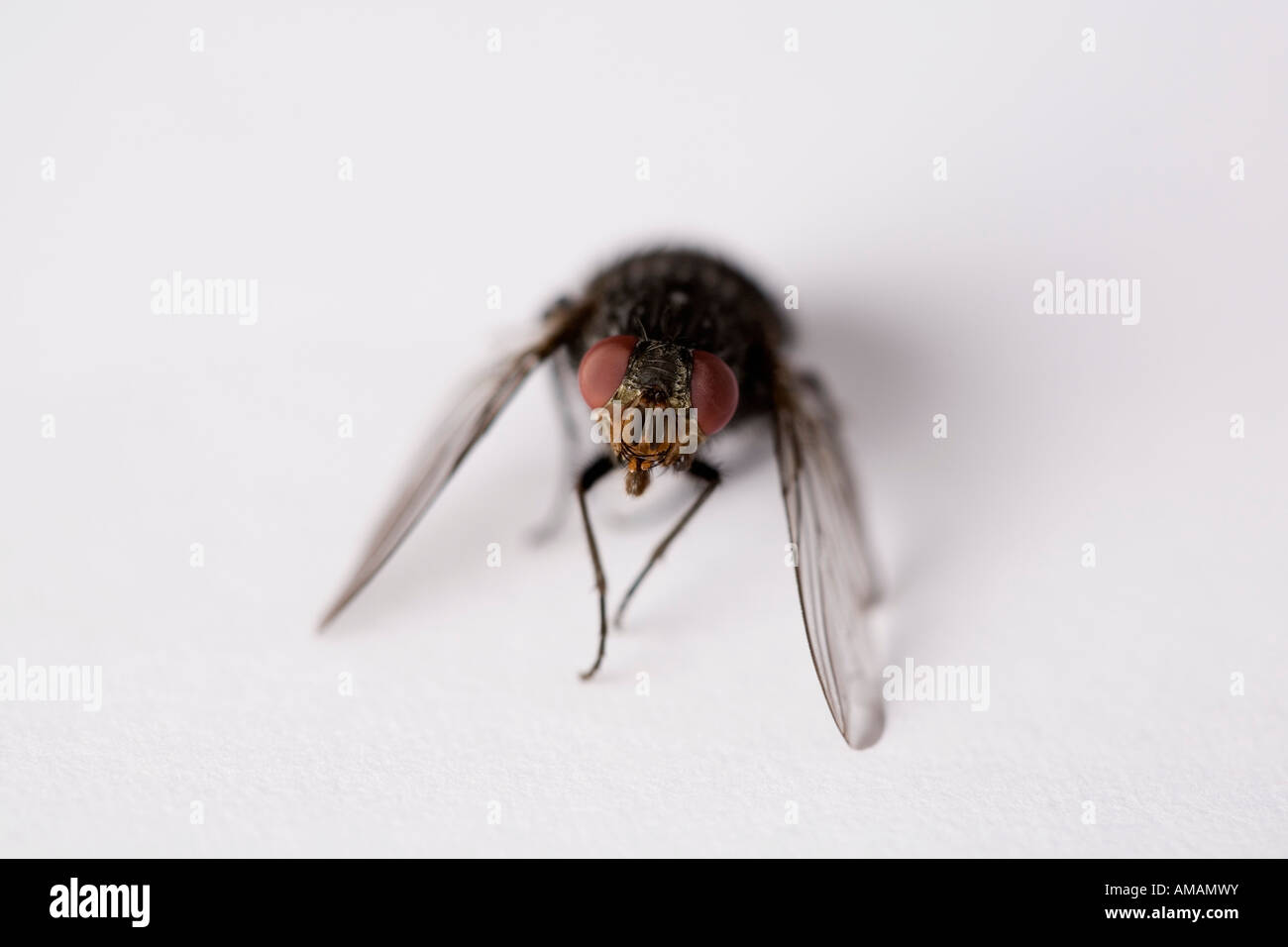 Single fly hi-res stock photography and images - Alamy