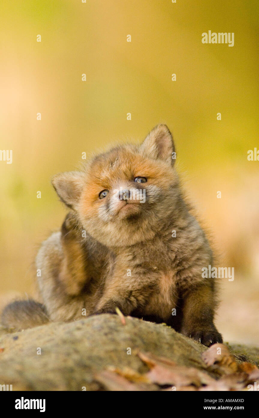 Red fox whelp Stock Photo - Alamy