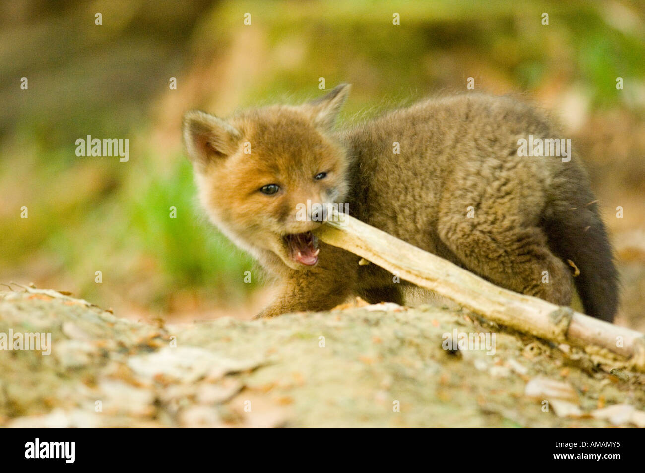 Red fox whelp chewing branch Stock Photo - Alamy