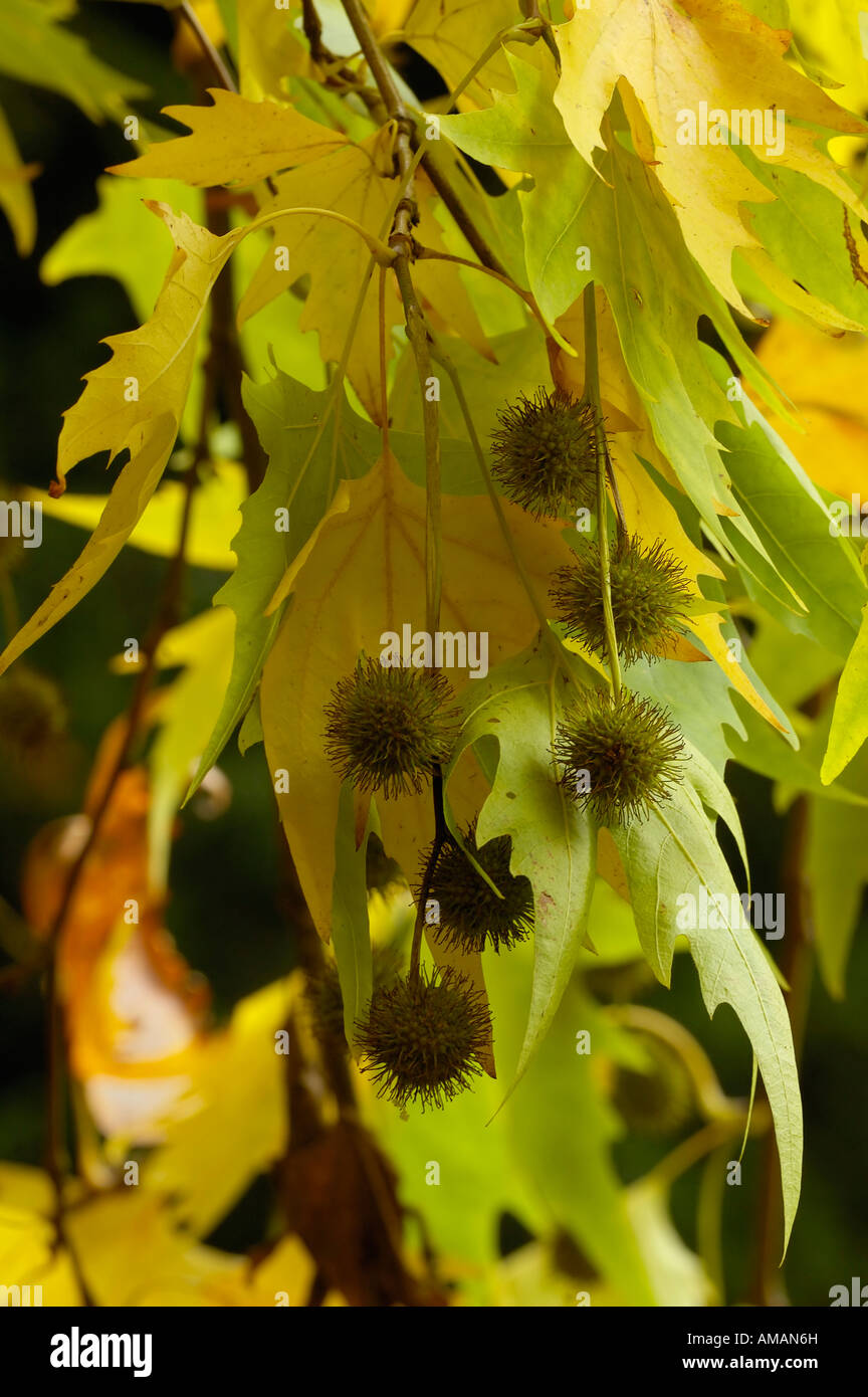 Oriental Plane Tree leaves Seeds Platanus orientalis Stock Photo - Alamy