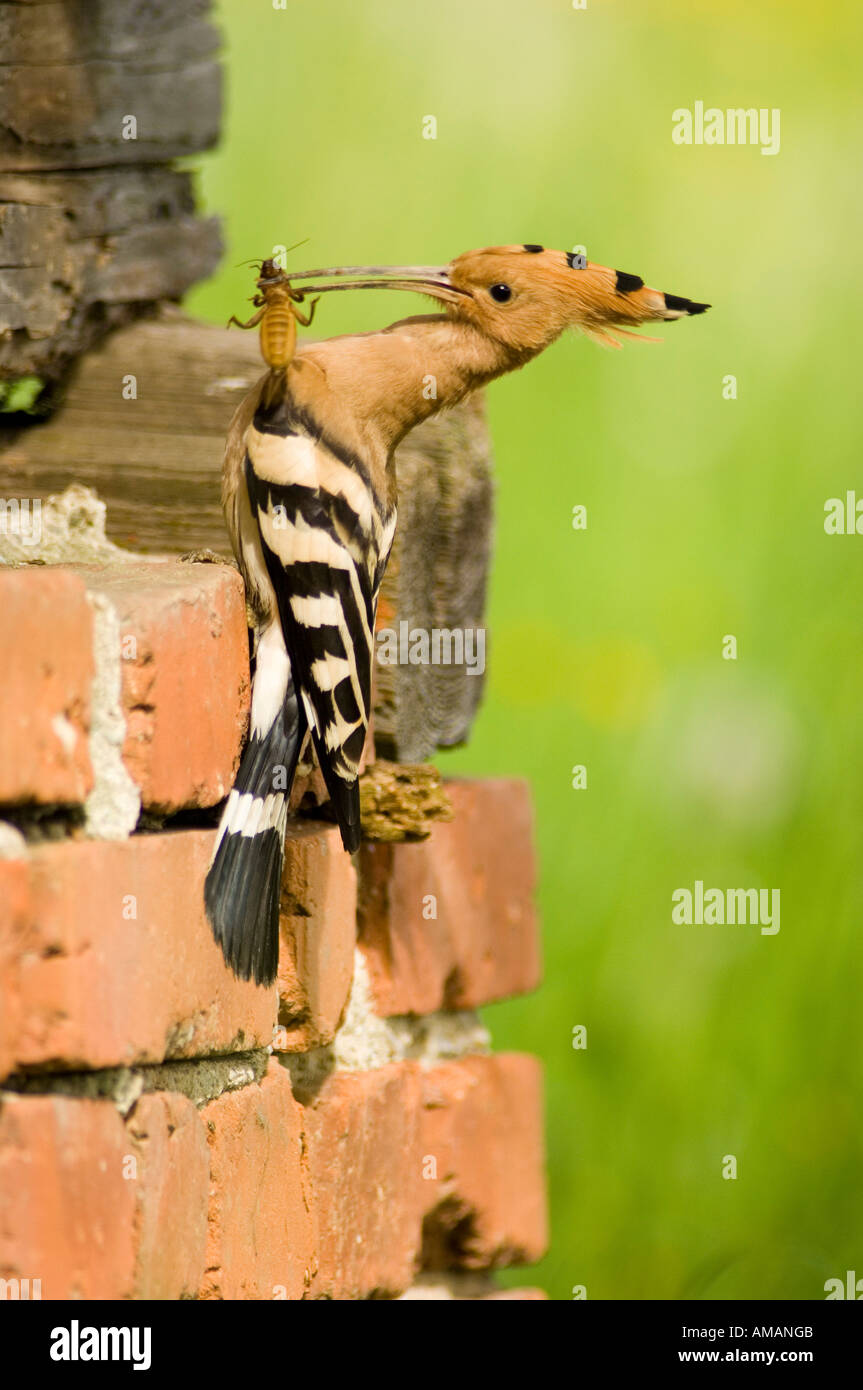 Hoopoe eating insect hi-res stock photography and images - Alamy