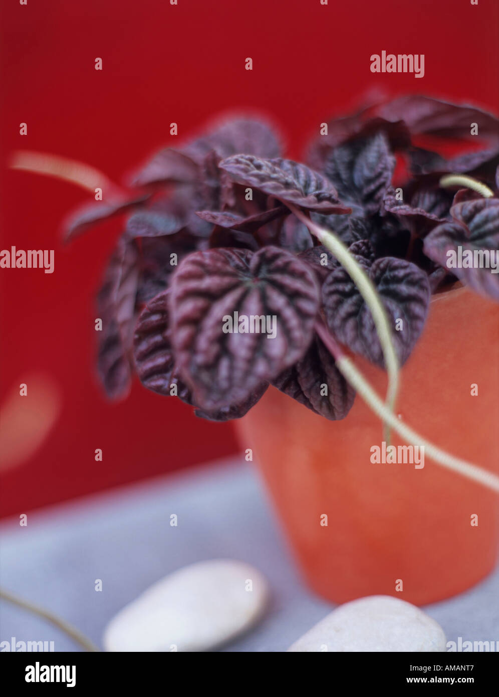 Peperomia caperata hi-res stock photography and images - Alamy