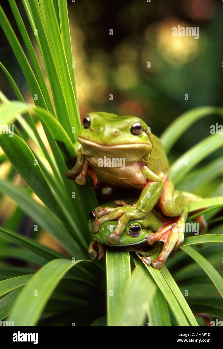 two australian green treefrogs on foliage Stock Photo - Alamy