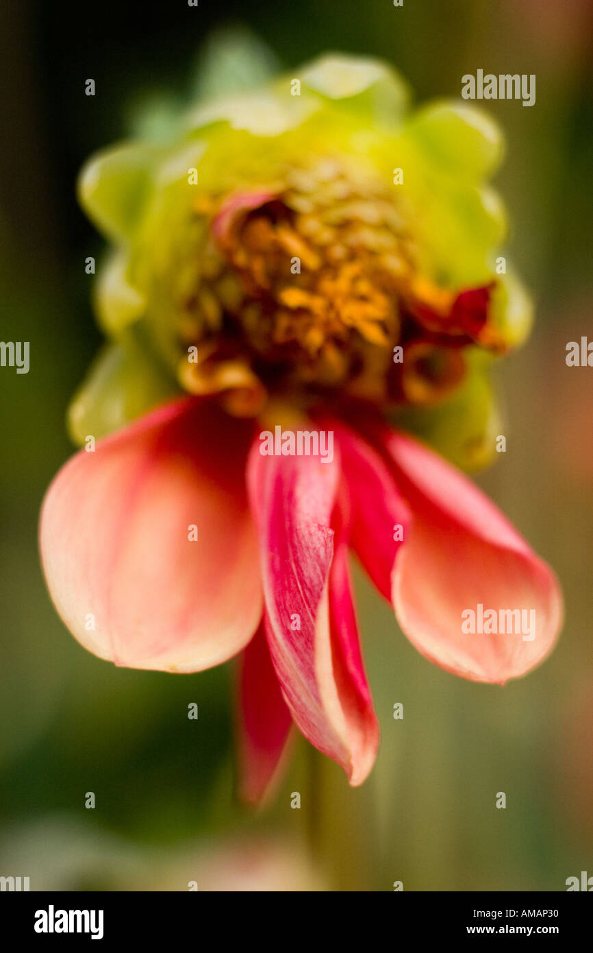 Dahlia flower coming out of bud Stock Photo - Alamy