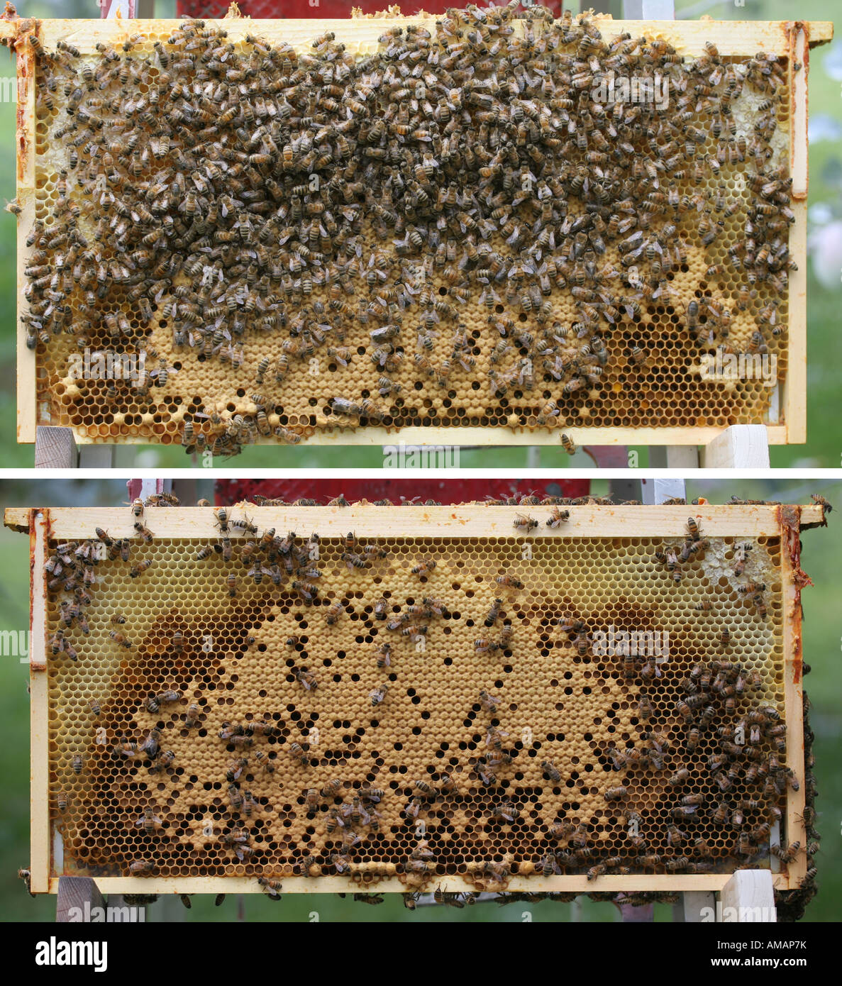 Colony collapse disorder: Top, Healthy hive; Bottom, CCD Stock Photo ...