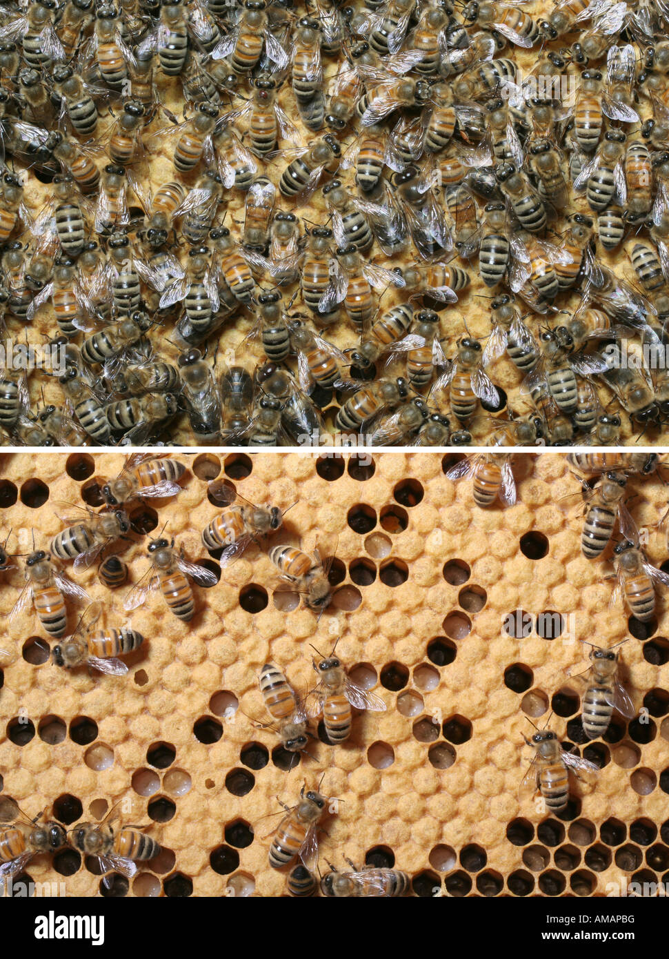 Colony collapse disorder: Top, Healthy hive; Bottom, CCD Stock Photo ...