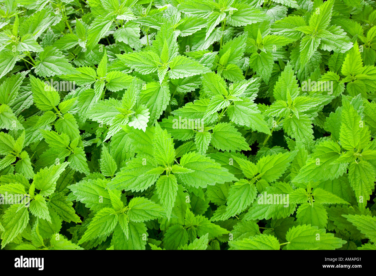 Stinging nettle, close-up Stock Photo - Alamy