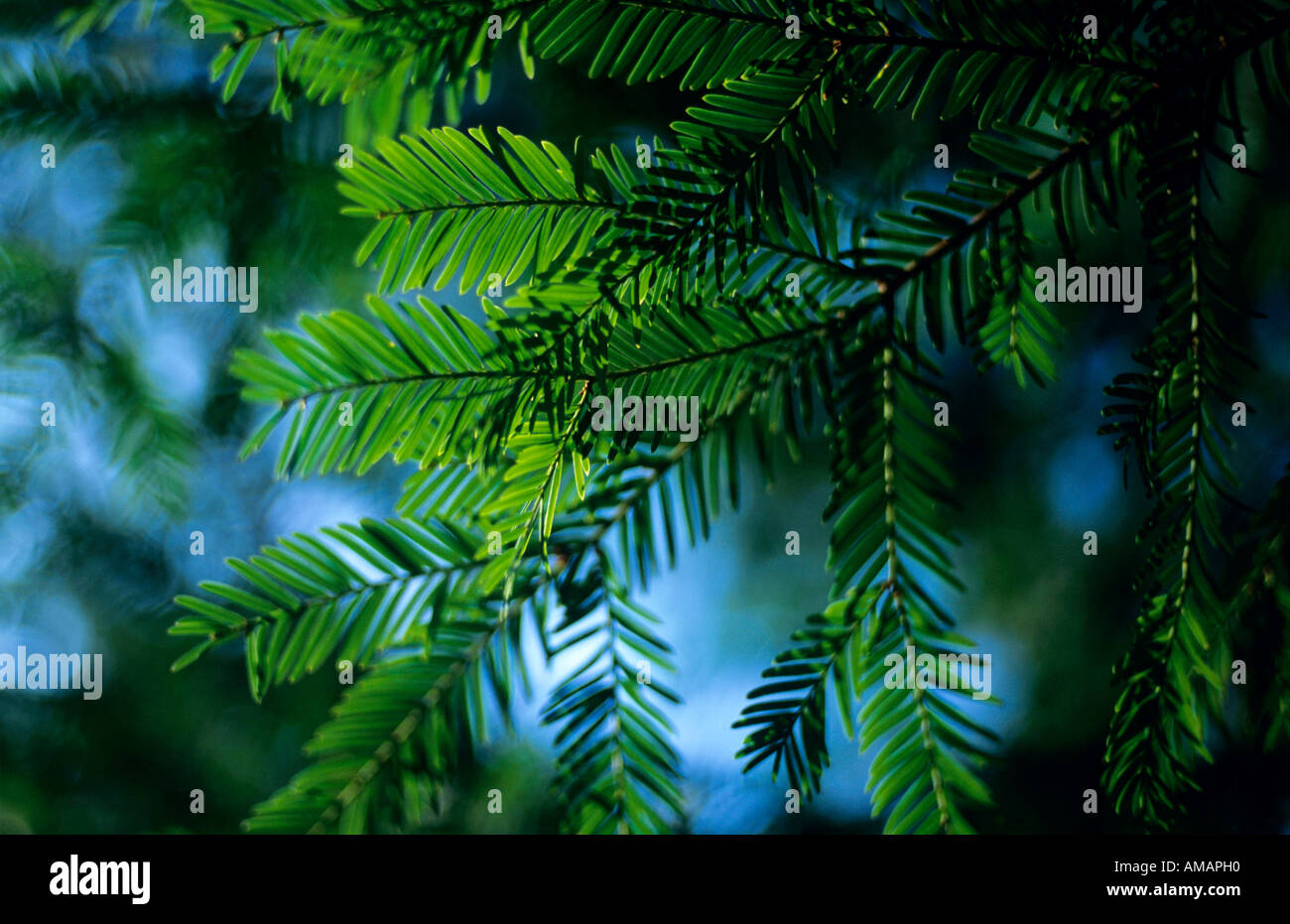 Fir stems hi-res stock photography and images - Alamy