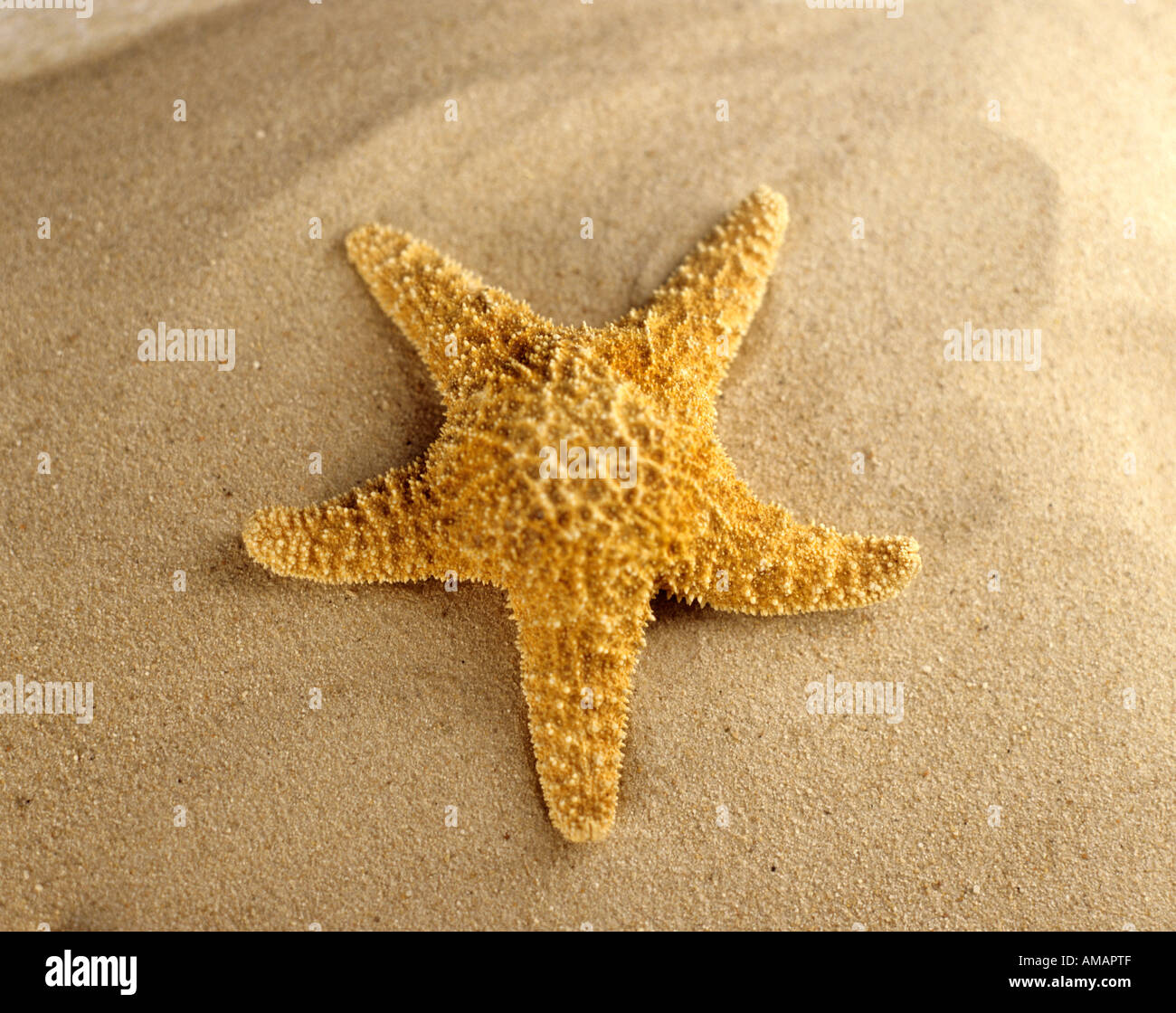 Starfish on beach, close-up Stock Photo - Alamy