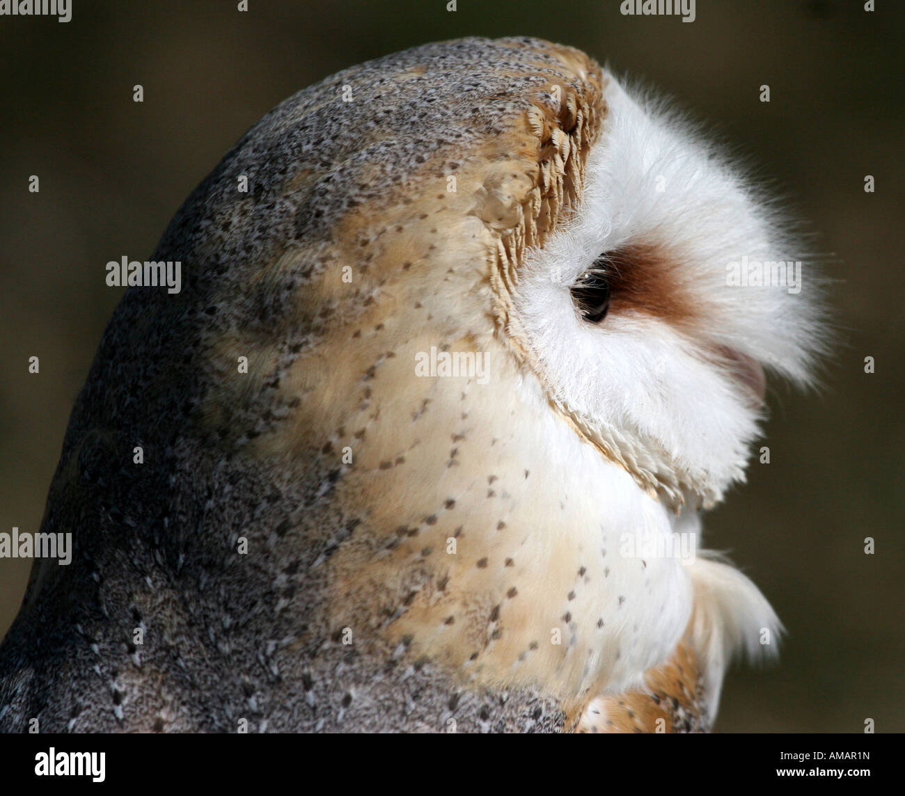 Barn Owl Head Stock Photo - Alamy