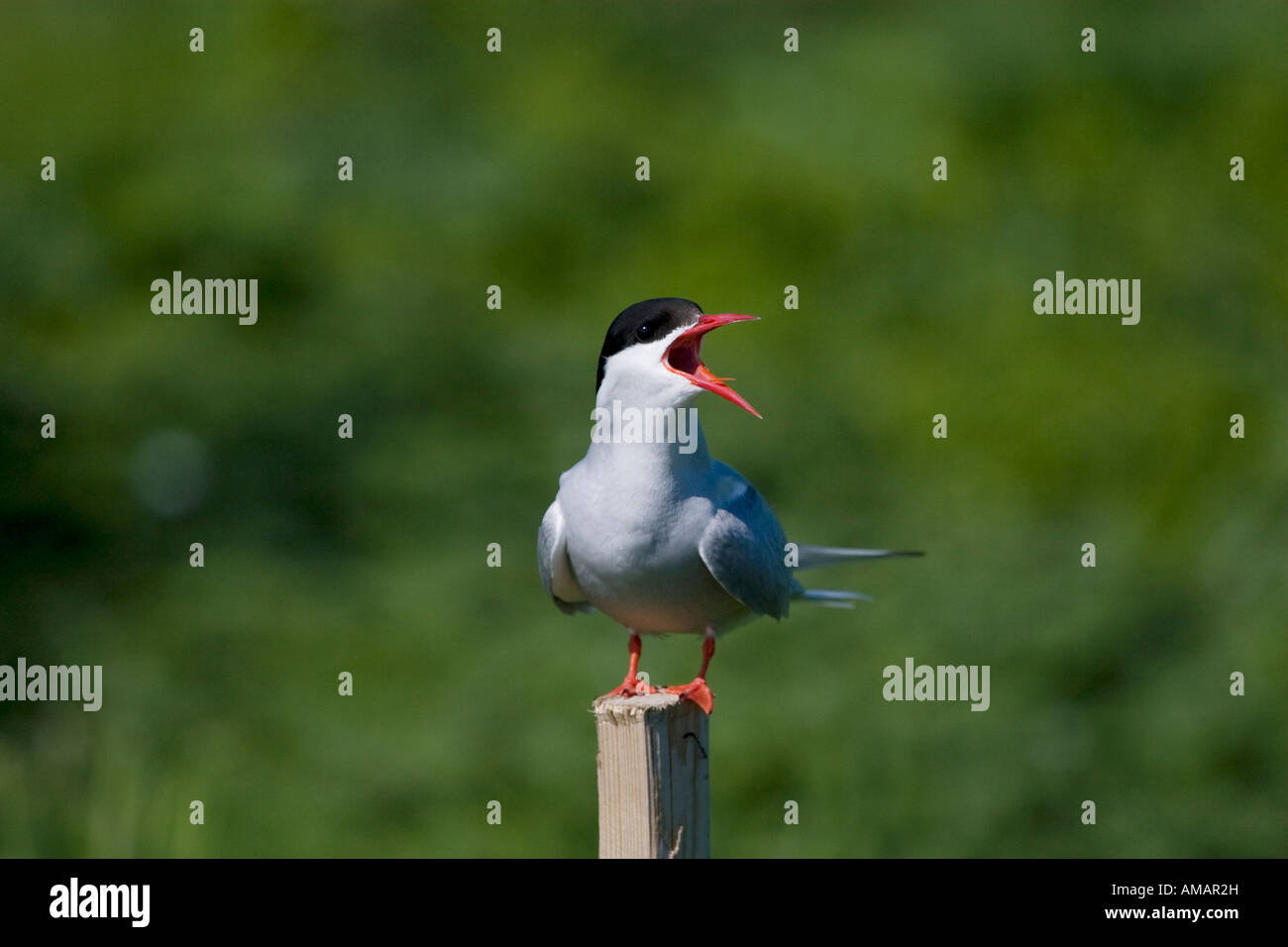 Tern sitting hi-res stock photography and images - Alamy