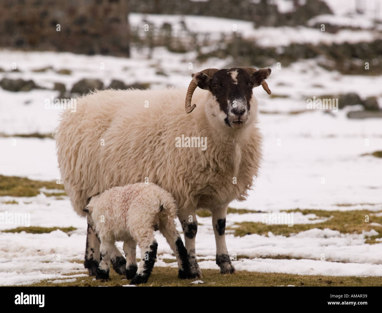 Domestic sheep scottish blackface ewe hi-res stock photography and ...