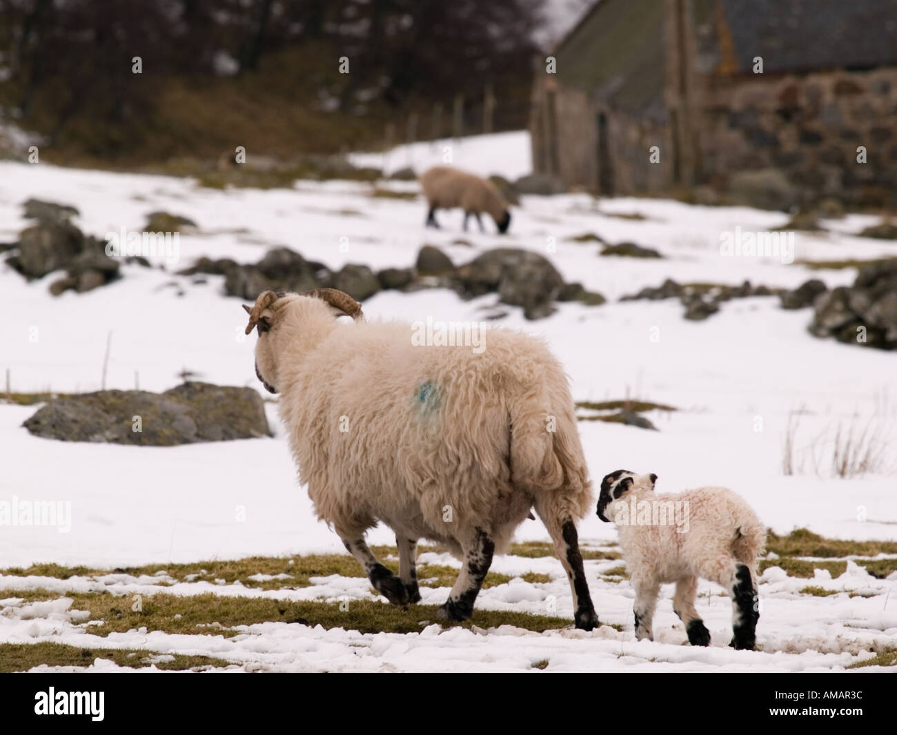 Baby Animals Playing In Snow