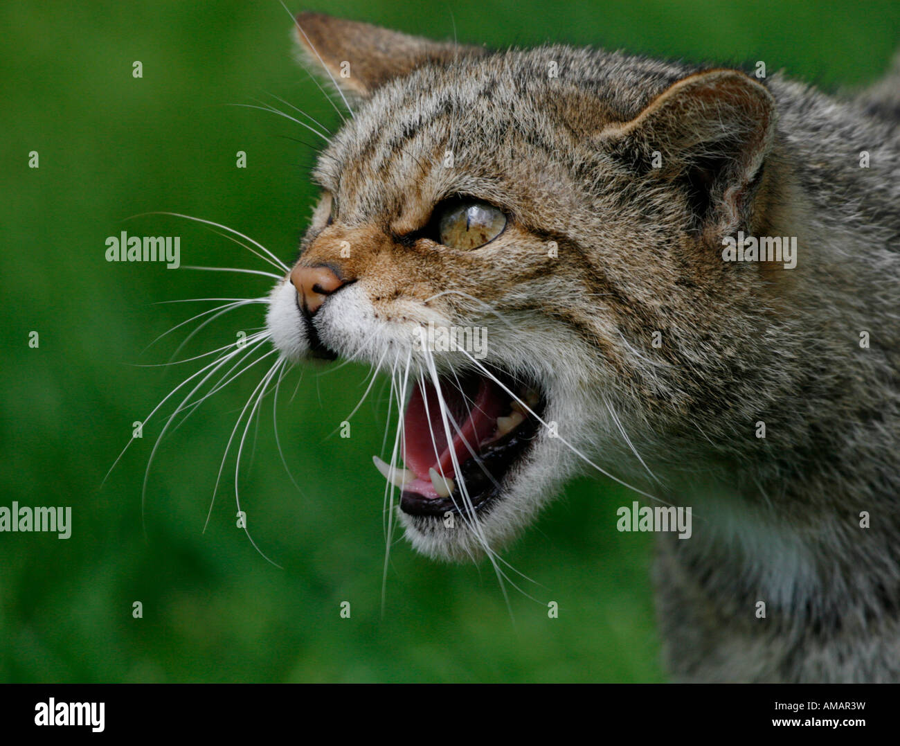 Scottish Wildcay snarling and being aggressive Stock Photo - Alamy