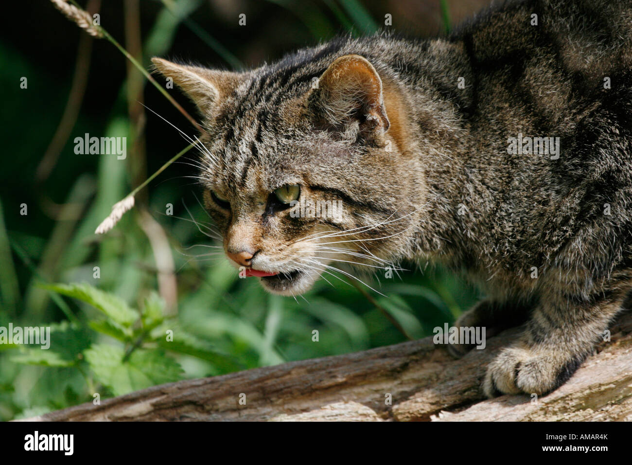 Scottish Wildcat close up of head Stock Photo - Alamy