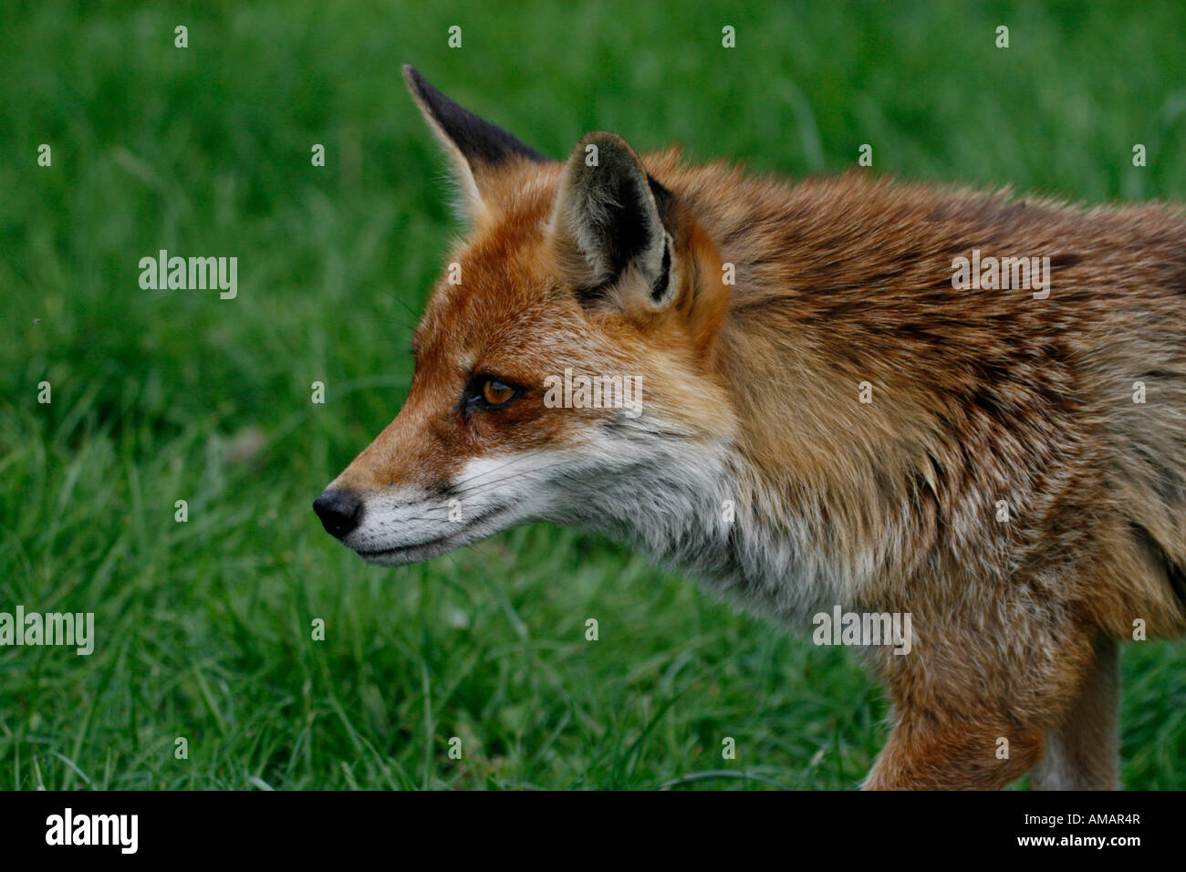 Red fox hunting Stock Photo - Alamy