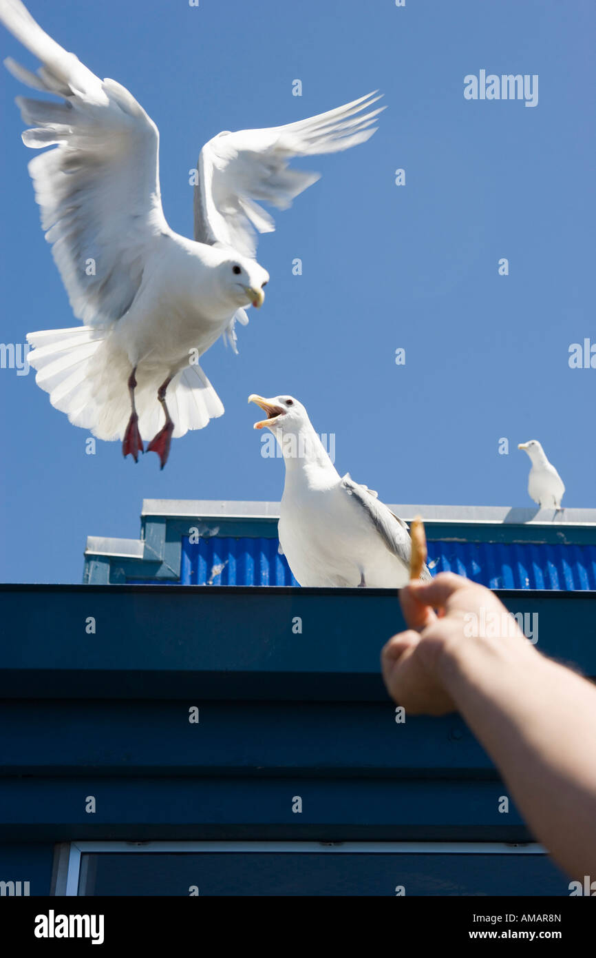 A person feeding french fries to seagulls Stock Photo - Alamy
