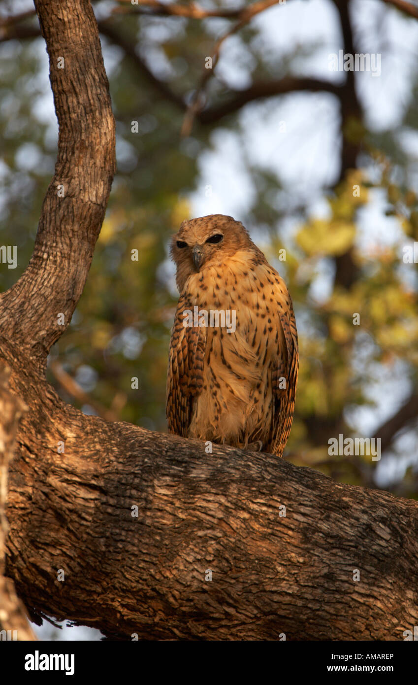 Pel's Fishing Owl (Scotopelia Peli Stock Photo - Alamy