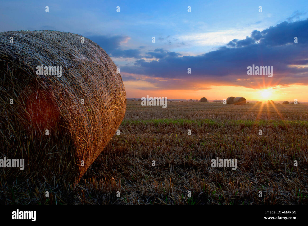 Hay bales in a field at sunset Stock Photo - Alamy