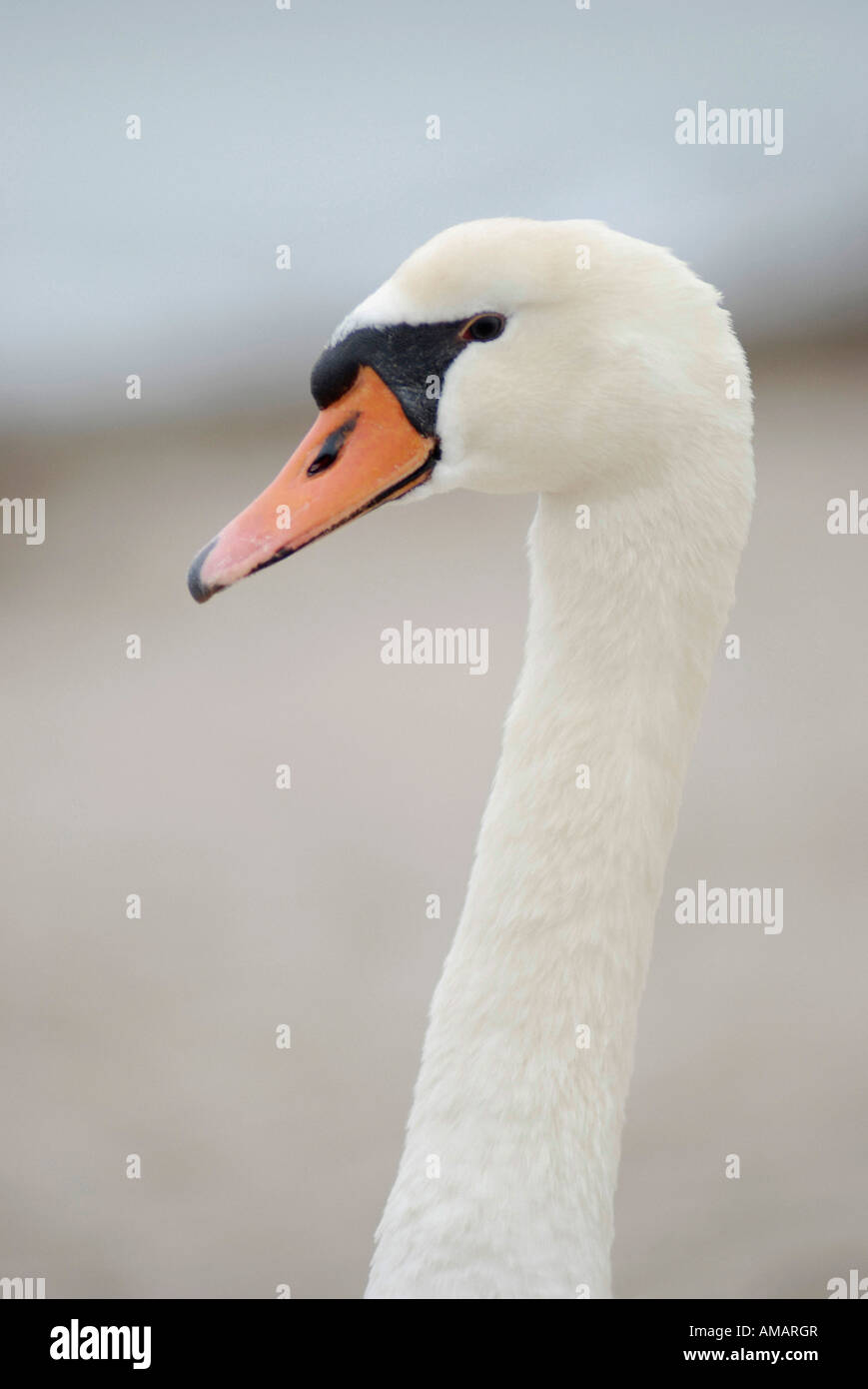 A Mute swan Stock Photo - Alamy