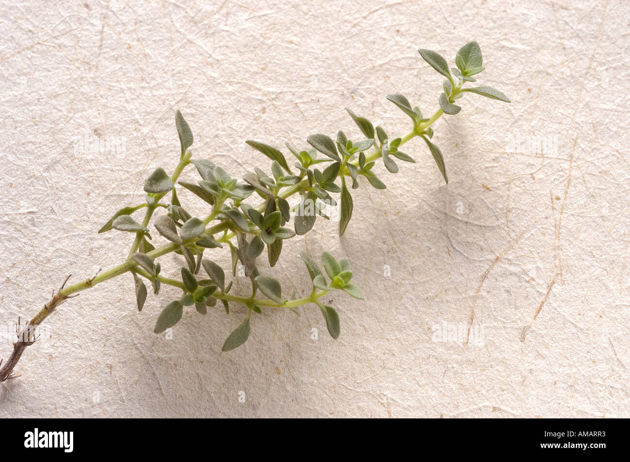 cristina cassinelli, lemon thyme on handmade paper, textured background ...