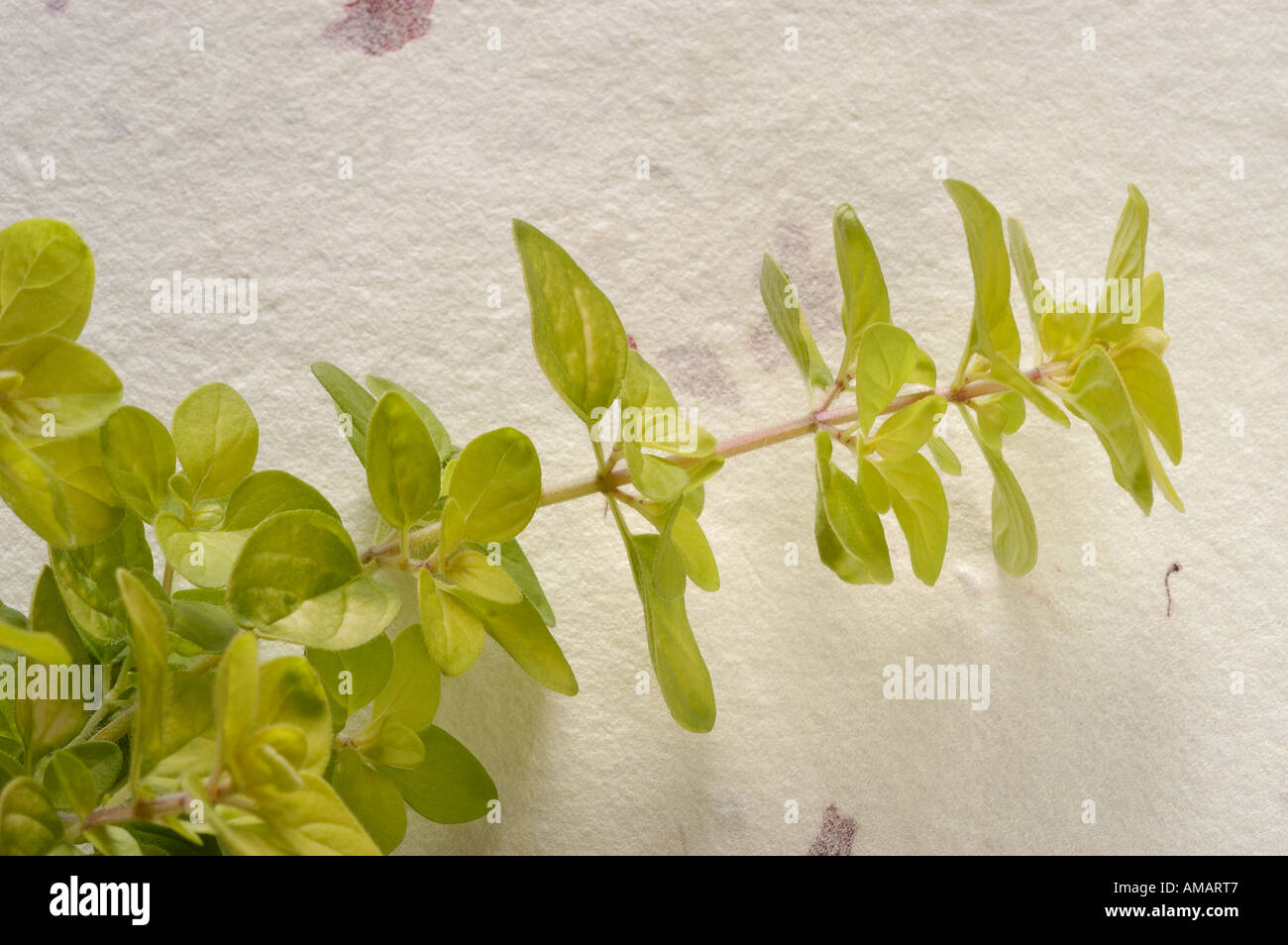 cristina cassinelli, fresh oregano on a piece of handmade paper, yellow ...