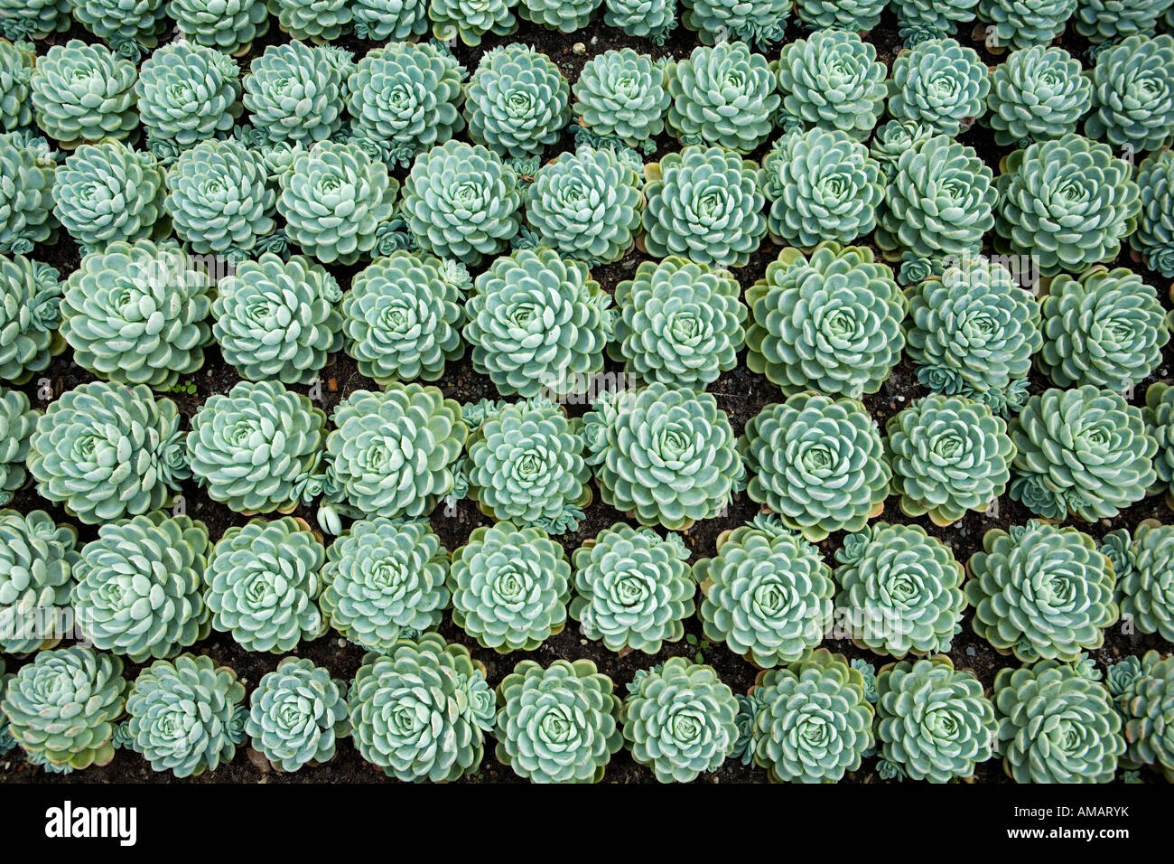 Plants growing in a row Stock Photo - Alamy