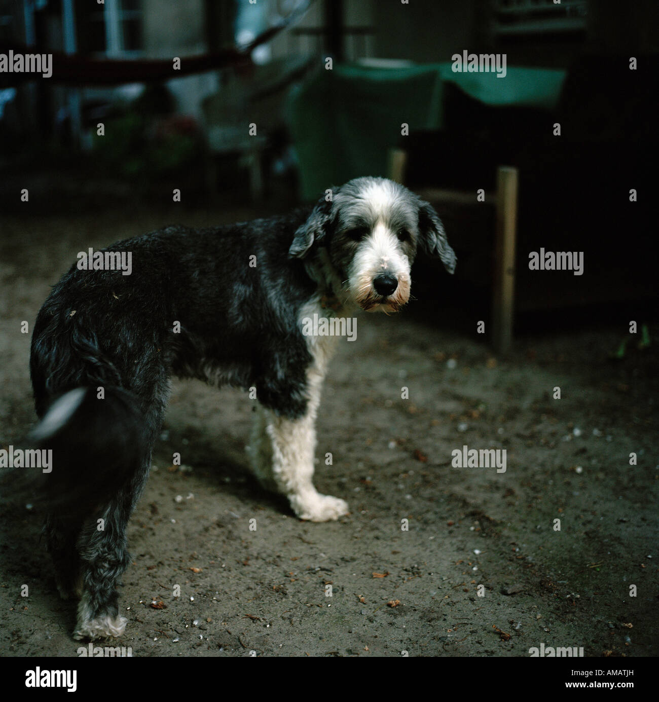A stray dog Stock Photo - Alamy