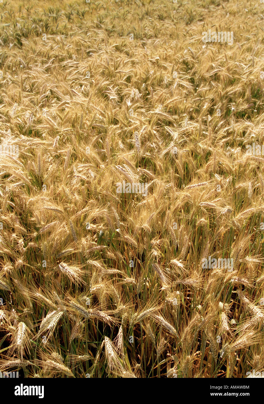 A wheat field Stock Photo - Alamy