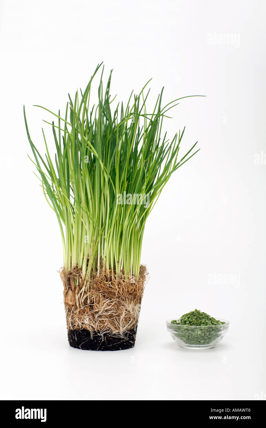 Chive roots Cut Out Stock Images & Pictures - Alamy