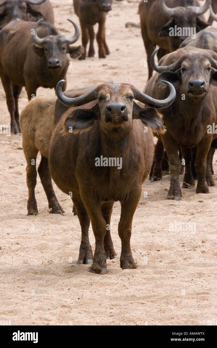 Africa tanzania african buffalo hi-res stock photography and images - Alamy