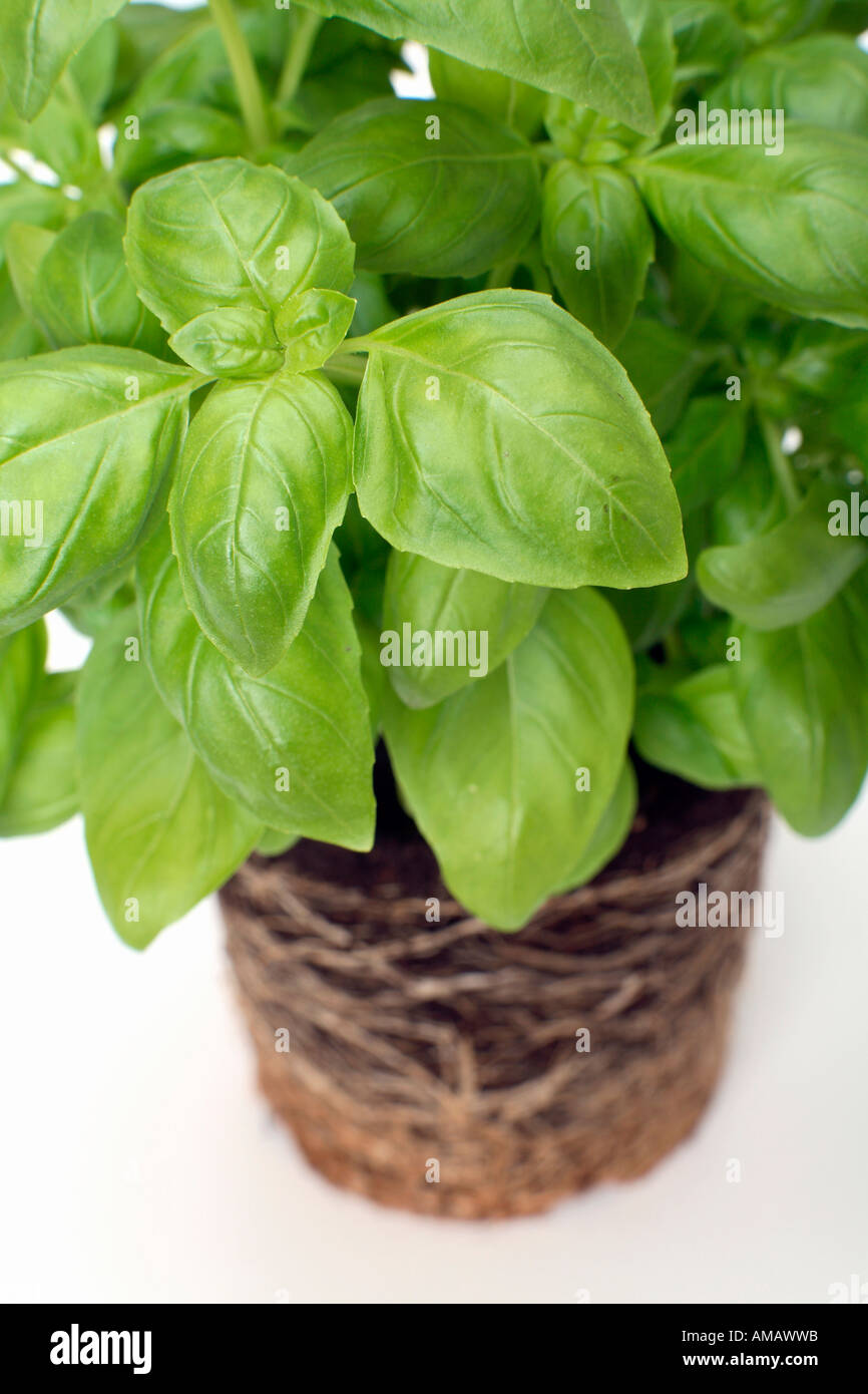 Potted basil, close-up Stock Photo - Alamy