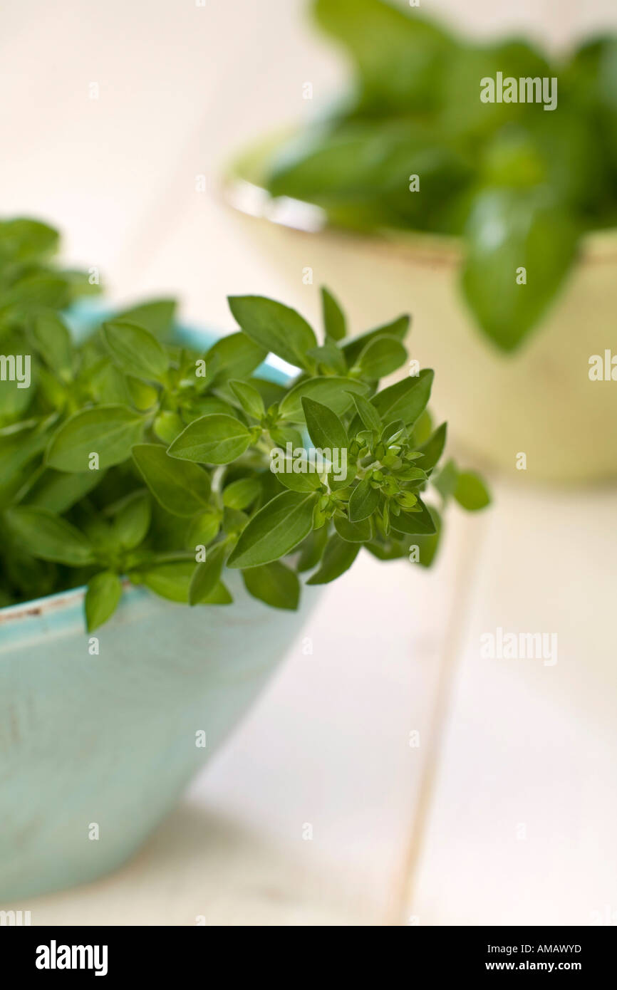 Oregano and basil in bowl, close-up Stock Photo - Alamy