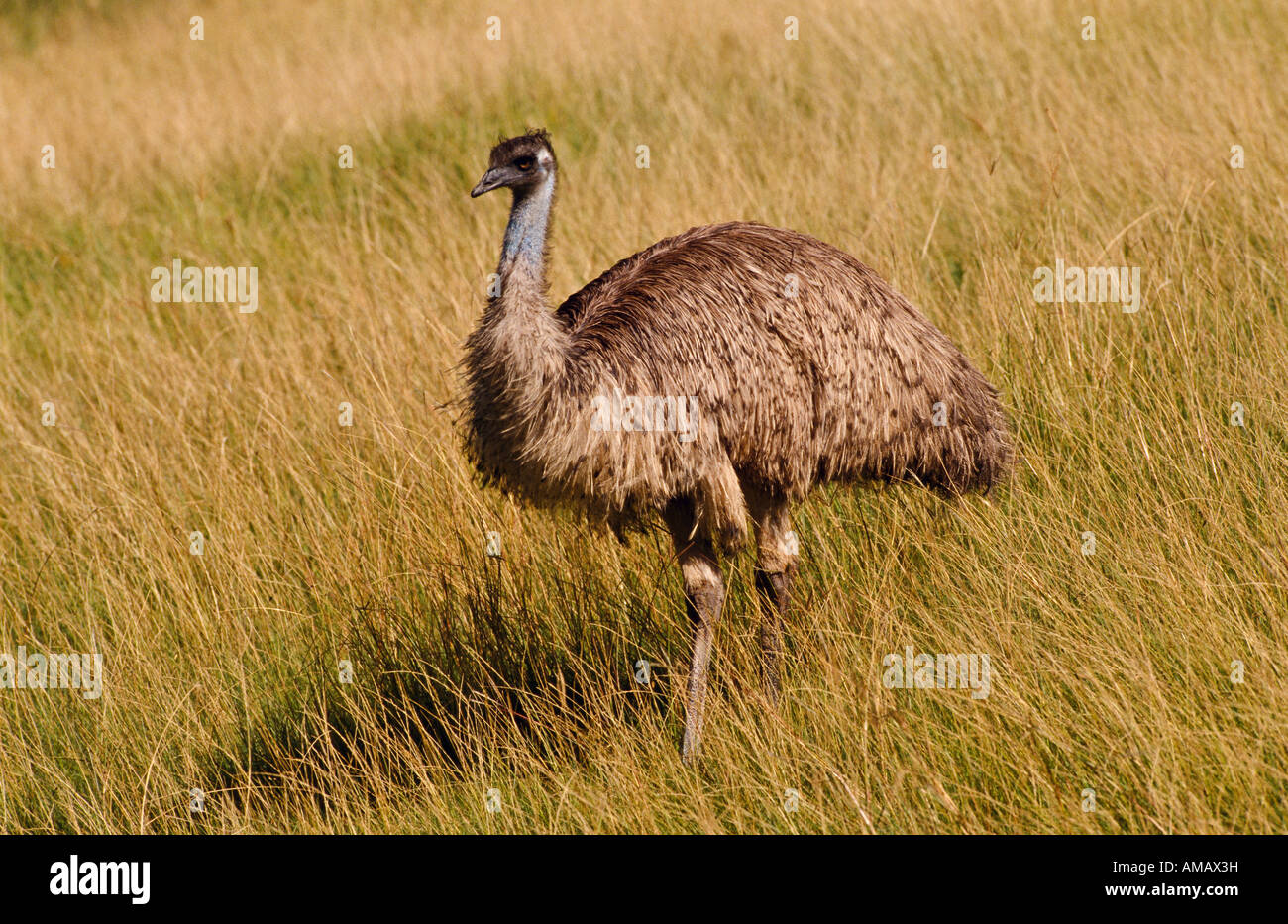 Emu plains hi-res stock photography and images - Alamy