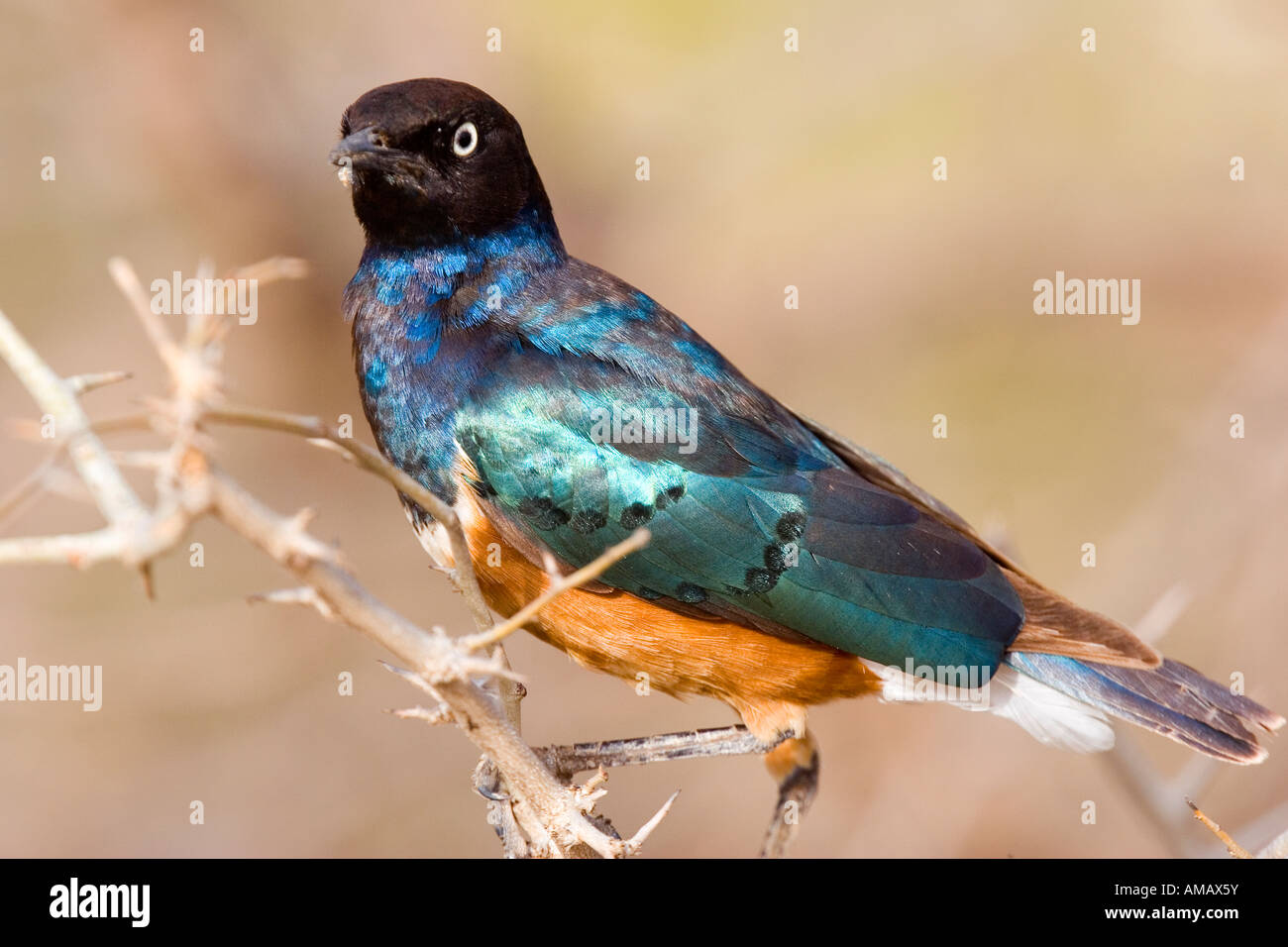 superb starling Lamprotornis Superbus Stock Photo - Alamy