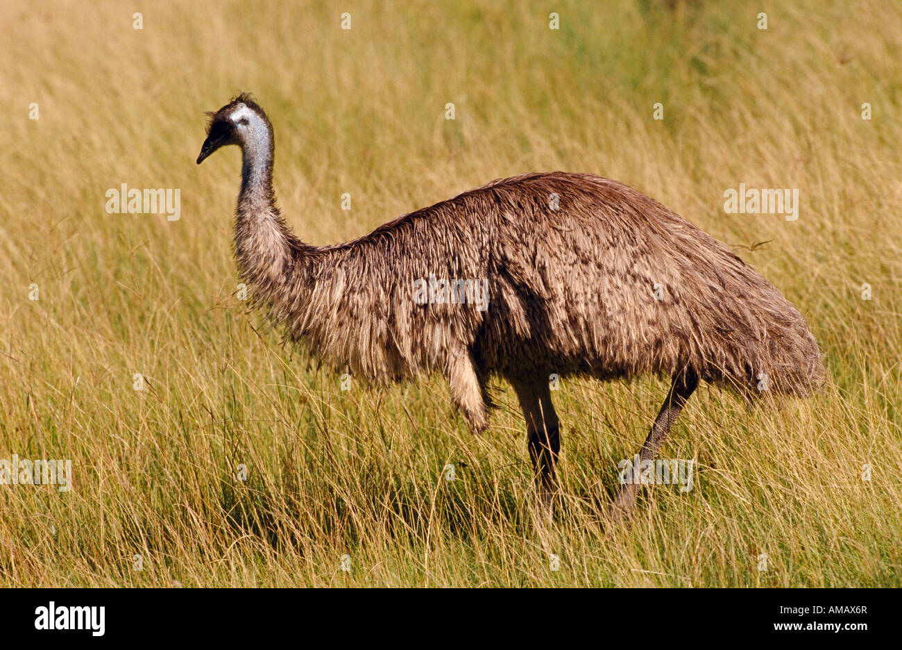 Emu plains hi-res stock photography and images - Alamy