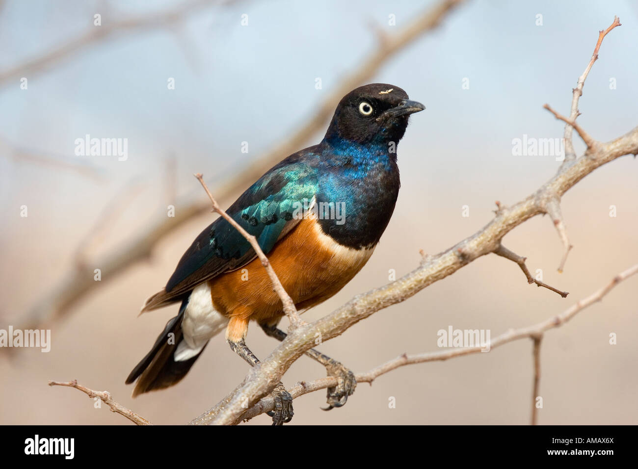 superb starling Lamprotornis Superbus Stock Photo - Alamy