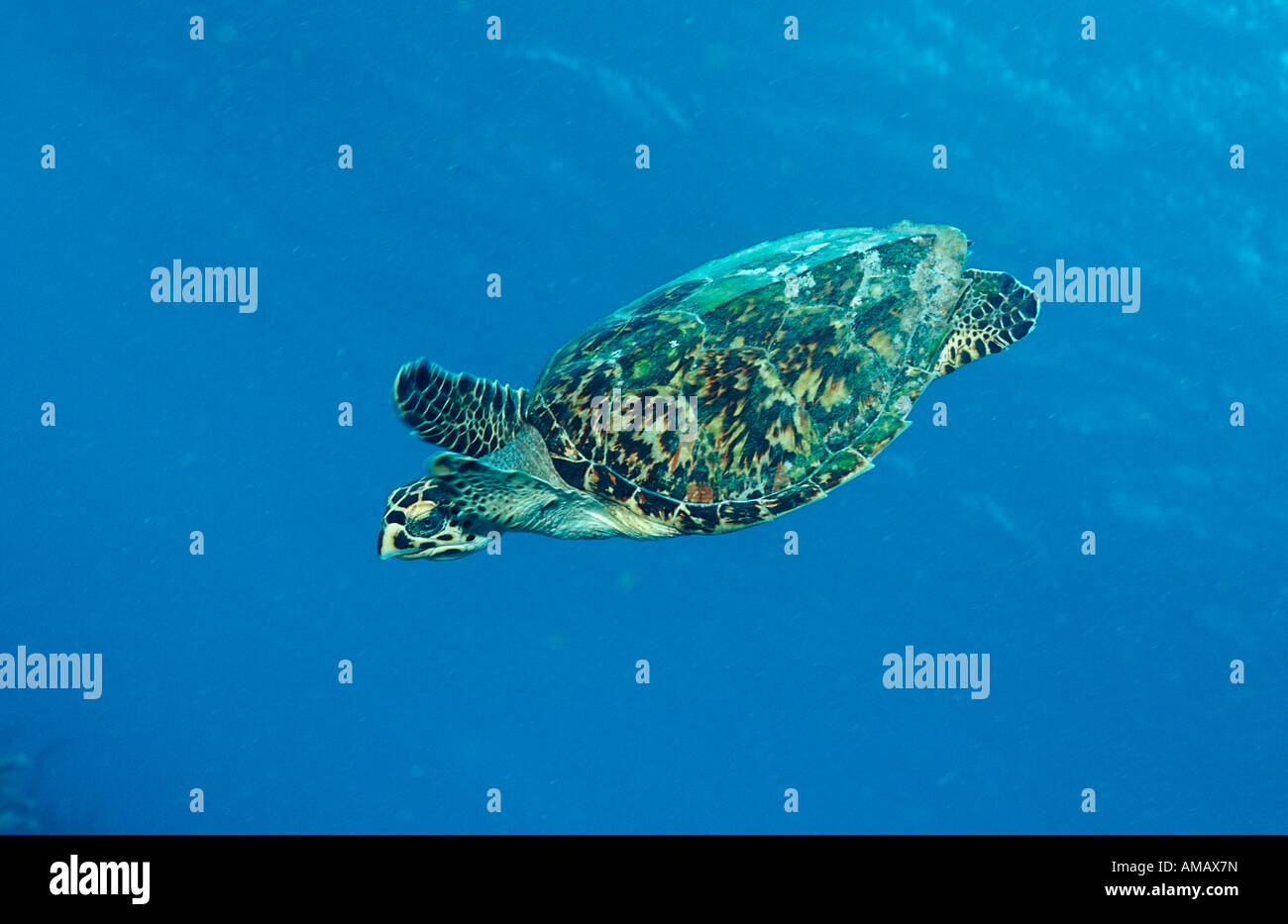 Hawksbill sea turtle Eretmochelys imbricata Martinique French West ...
