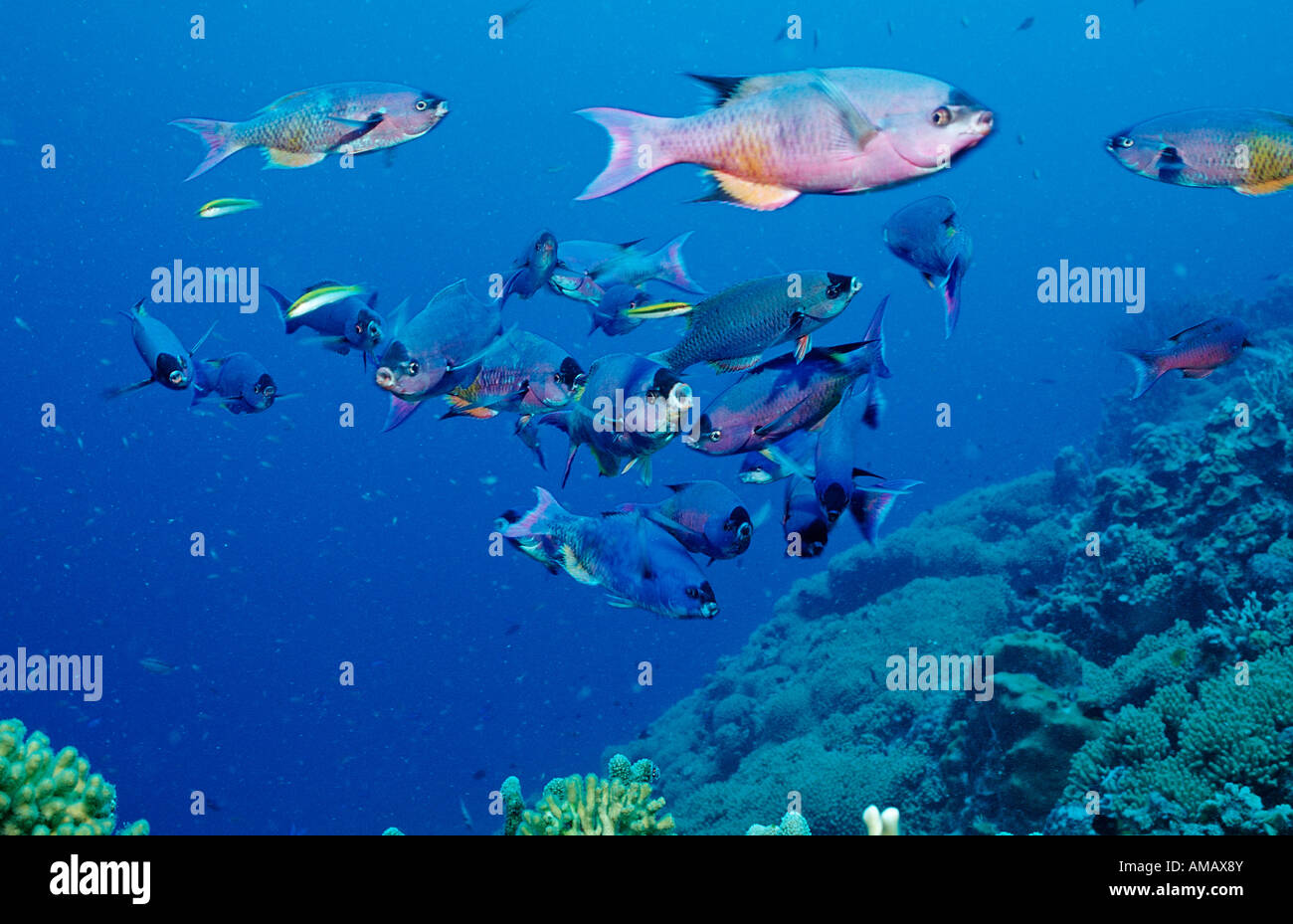 Creole Wrasse Clepticus parrai Netherlands Antilles Bonaire Caribbean ...