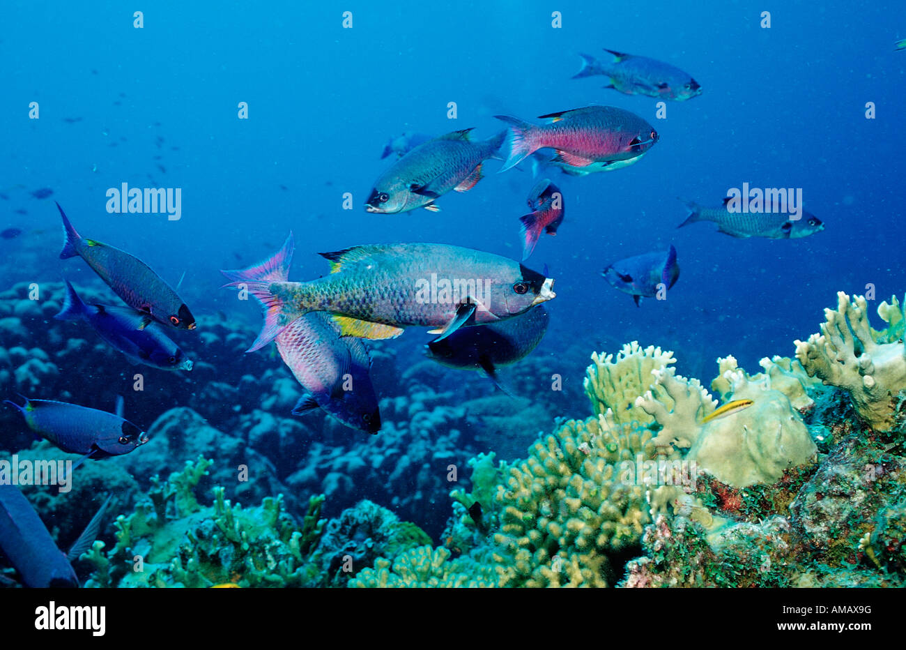 Creole Wrasse Clepticus parrai Netherlands Antilles Bonaire Caribbean ...