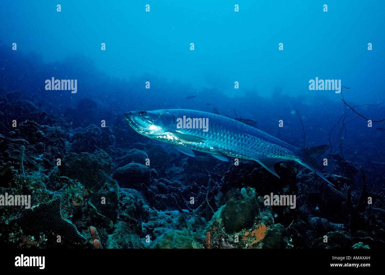 Tarpon Megalops atlanticus Netherlands Antilles Bonaire Caribbean Sea ...