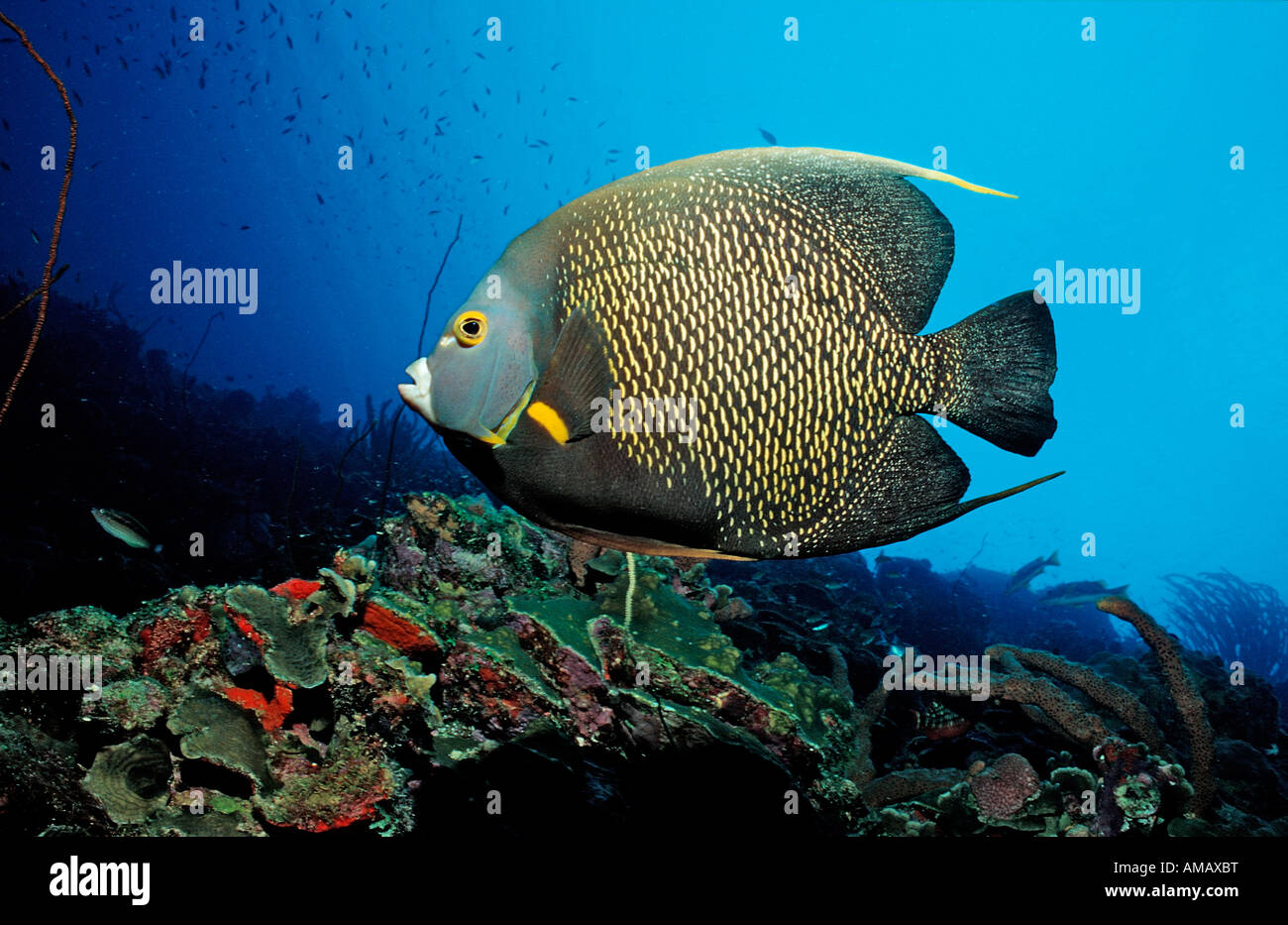 French Angelfish Pomacanthus paru Martinique French West Indies ...