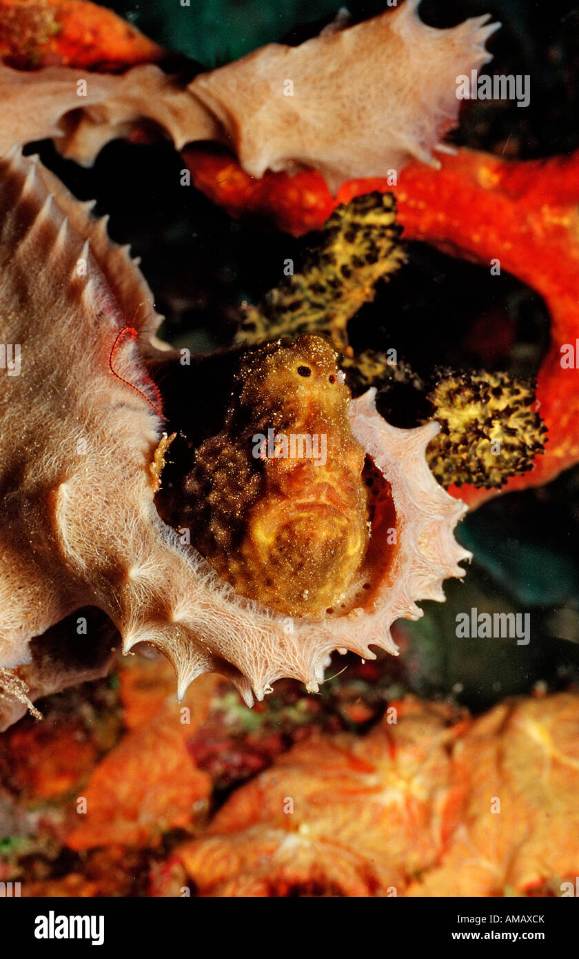 Longlure Frogfish Antennarius multiocellatus Martinique French West ...