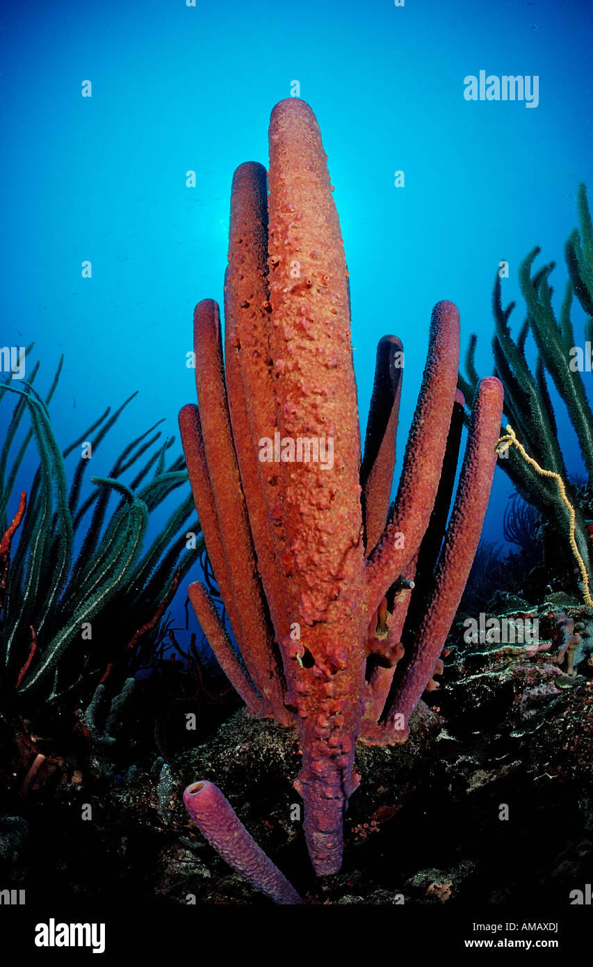 Tube sponge Lavender Stovepipe sponge Aplysina archeri Netherlands ...