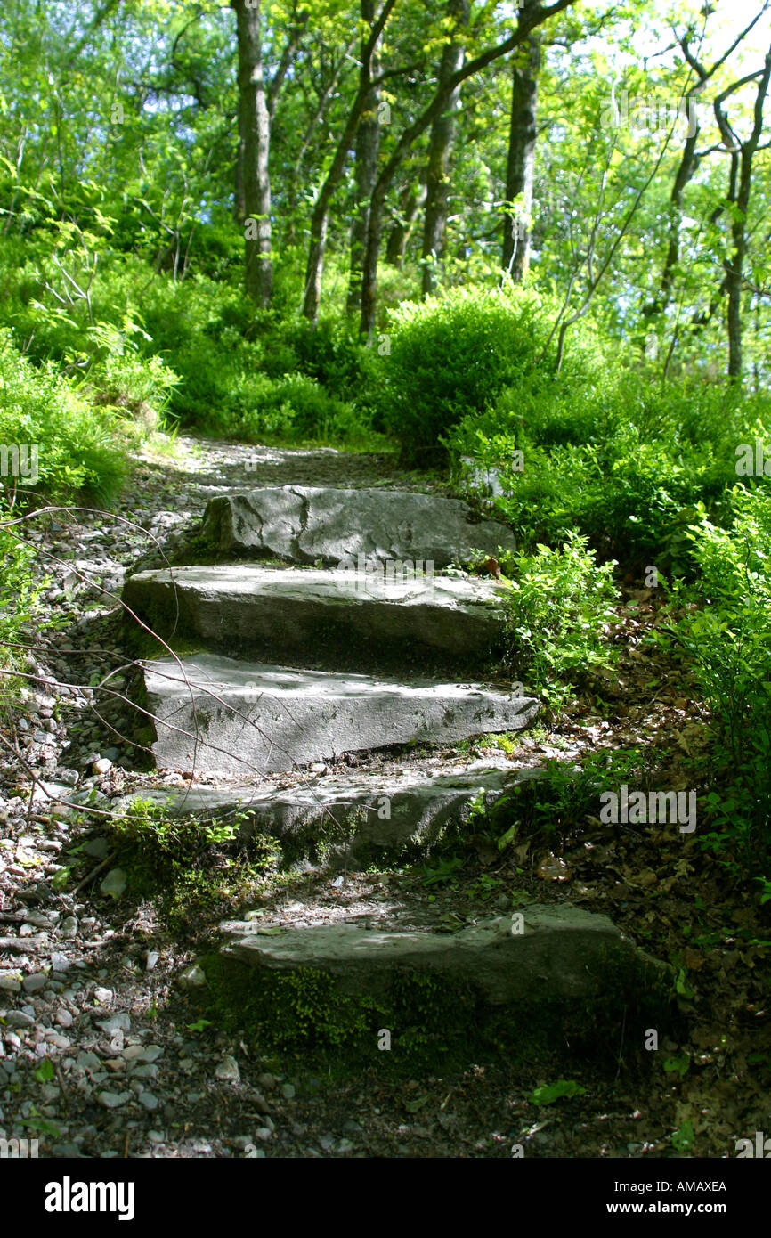 Footpath and steps in woodland Stock Photo - Alamy