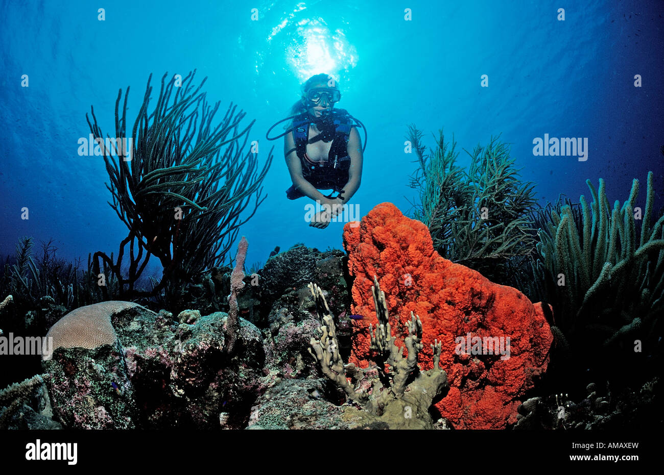 Scuba diver and coral reef Netherlands Antilles Bonaire Caribbean Sea ...