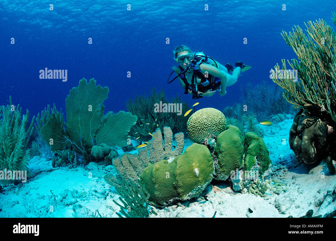 Scuba diver and coral reef Netherlands Antilles Bonaire Caribbean Sea ...